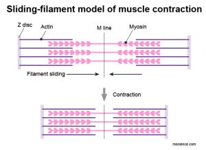 Cardiomyocytes (Cardiac Muscle Cells) - Structure, Function, Cell ...
