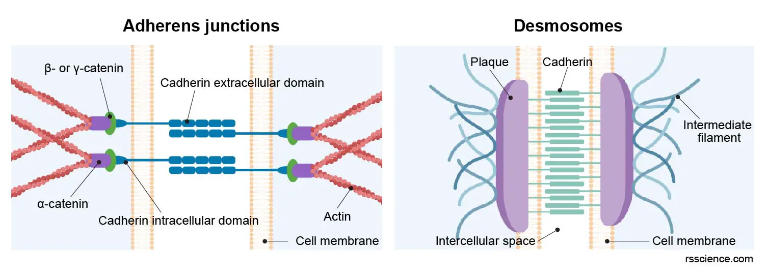 Cytoskeleton - the muscle and the bone of a cell - definition ...