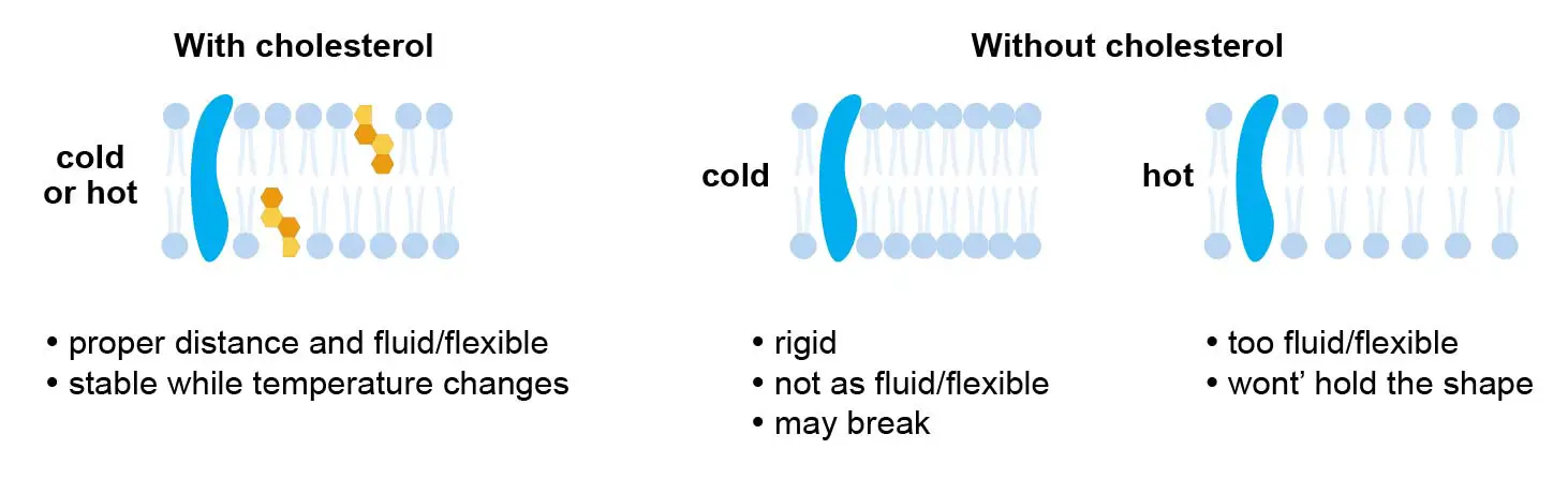 What Is The Function Of The Cytosol In An Animal Cell - Hernandez Flery1974