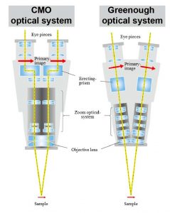 Parts of Stereo Microscope (Dissecting microscope) – labeled diagram ...