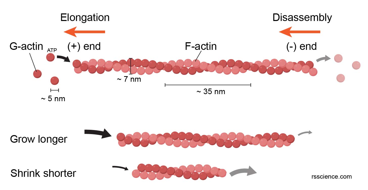 Cytoskeleton - the muscle and the bone of a cell - definition ...
