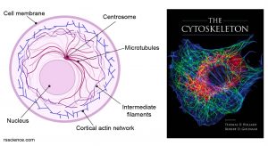 Cytoskeleton - the muscle and the bone of a cell - definition ...