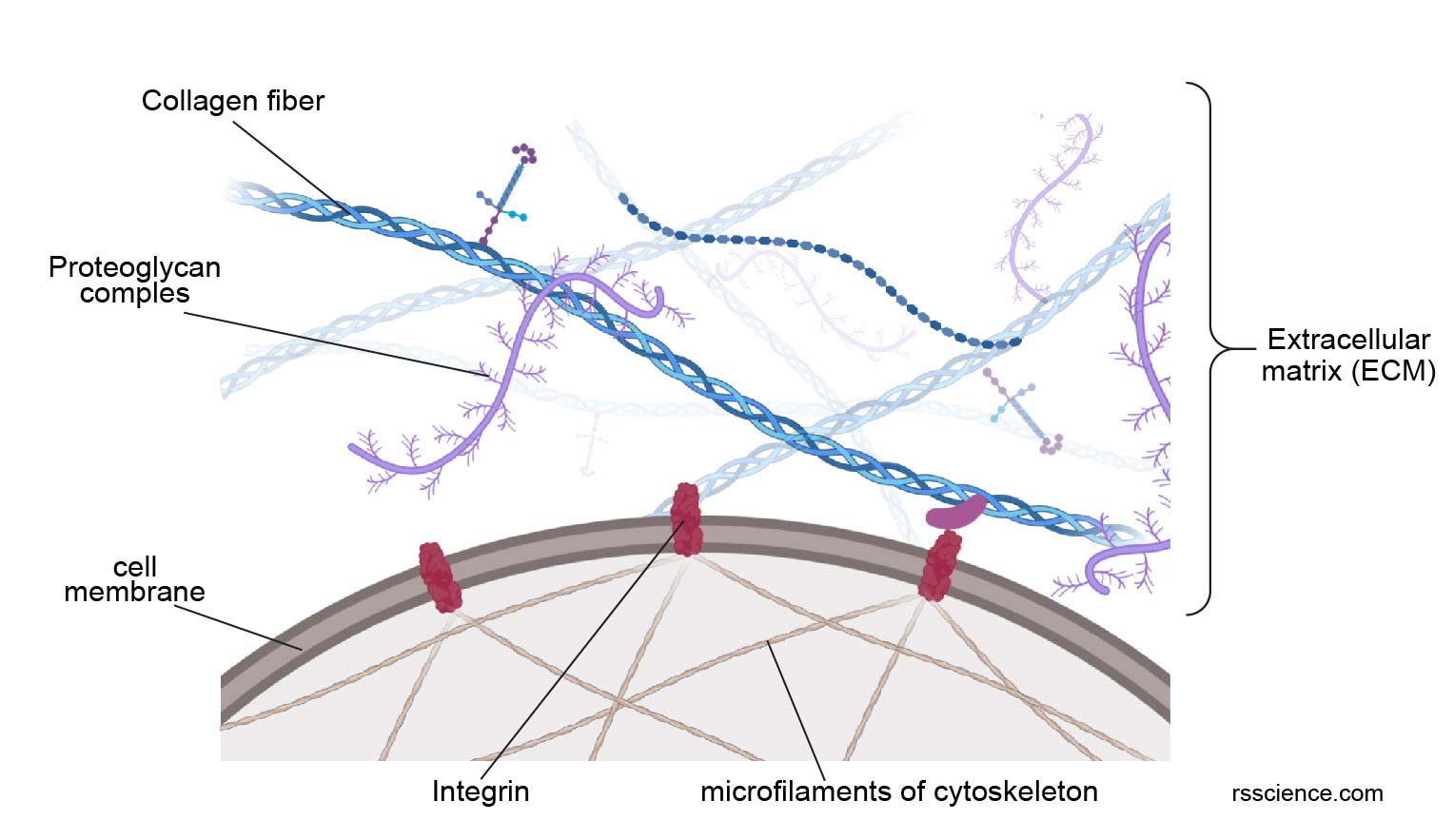 Cytoskeleton - the muscle and the bone of a cell - definition ...