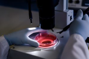 Parts of Stereo Microscope (Dissecting microscope) – labeled diagram ...