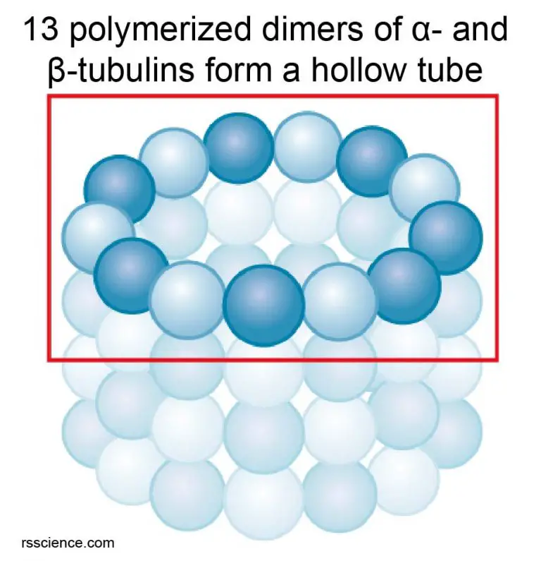 Cytoskeleton - the muscle and the bone of a cell - definition ...
