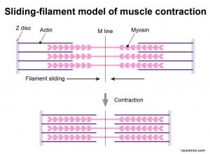 Cytoskeleton - the muscle and the bone of a cell - definition, structure, function, and biology