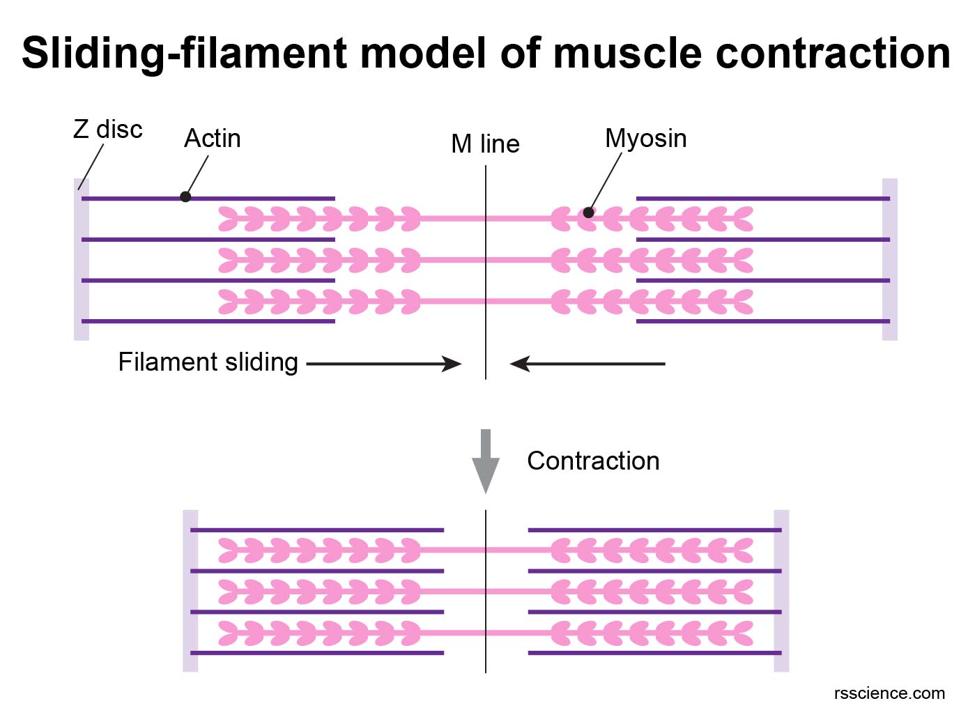 Cytoskeleton - the muscle and the bone of a cell - definition ...
