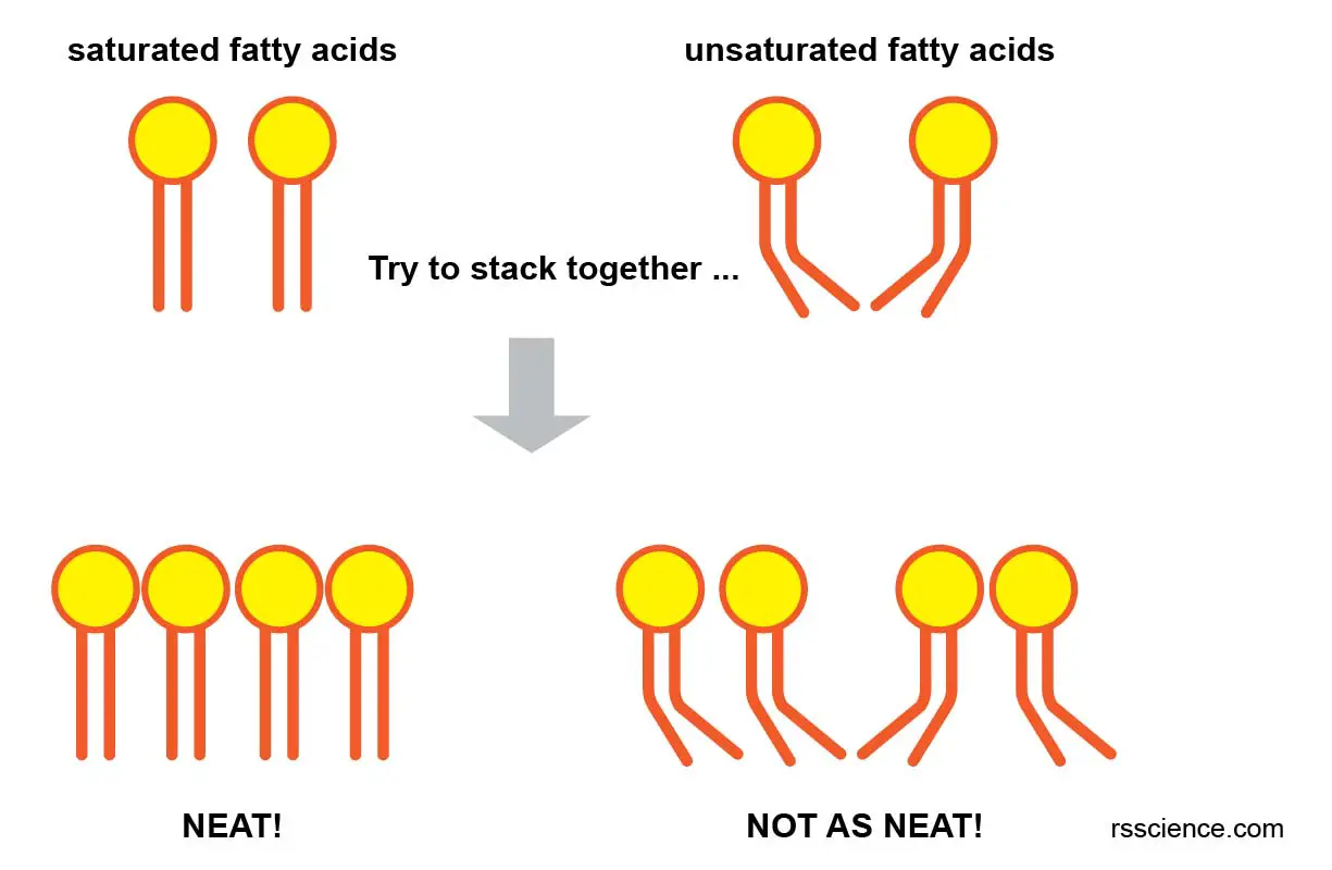 Cell Membrane Definition Structure Function And Biology