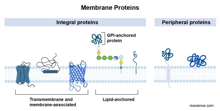 Cell membrane - definition, structure, function, and biology