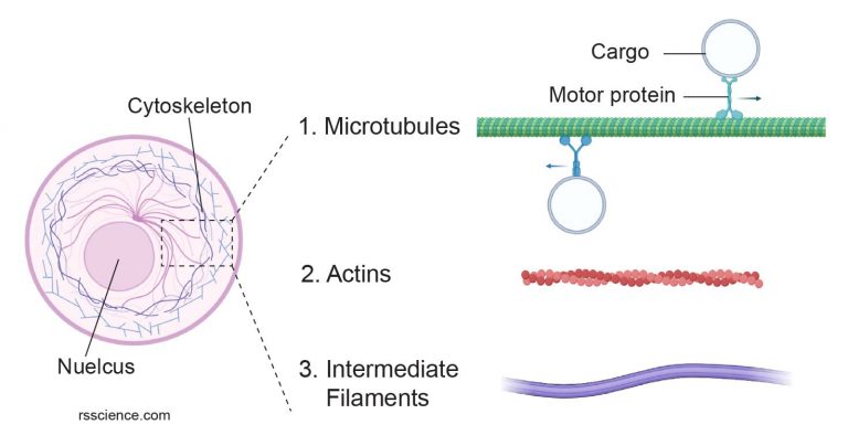 Cytoskeleton The Muscle And The Bone Of A Cell Definition