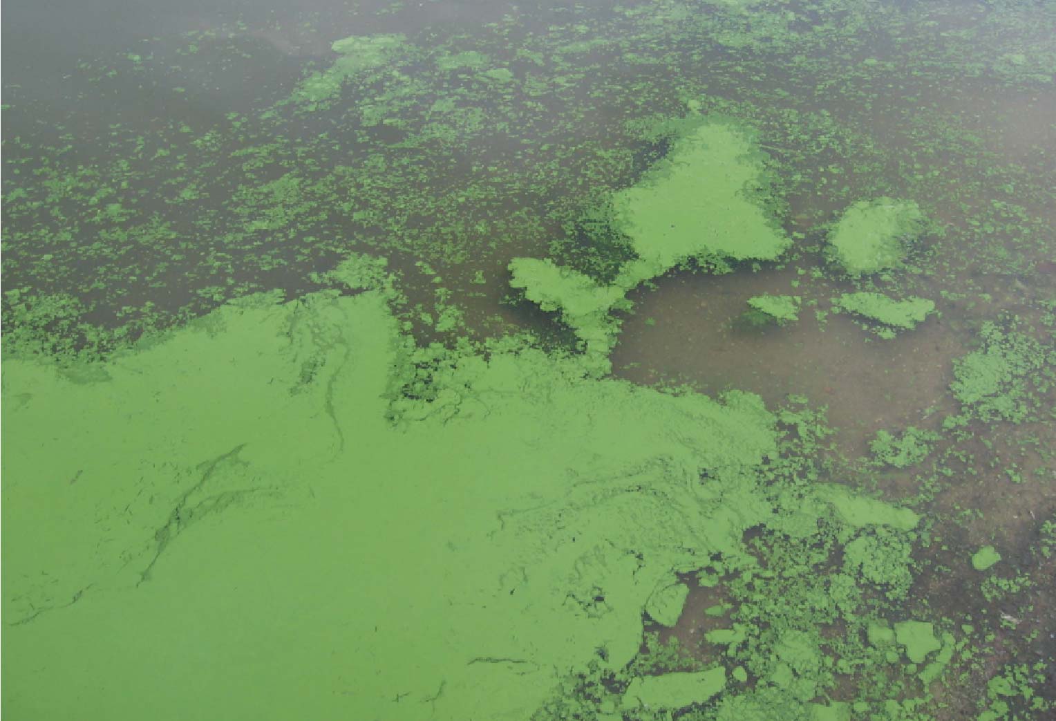 Volvox – The emerald green algae of the micro world