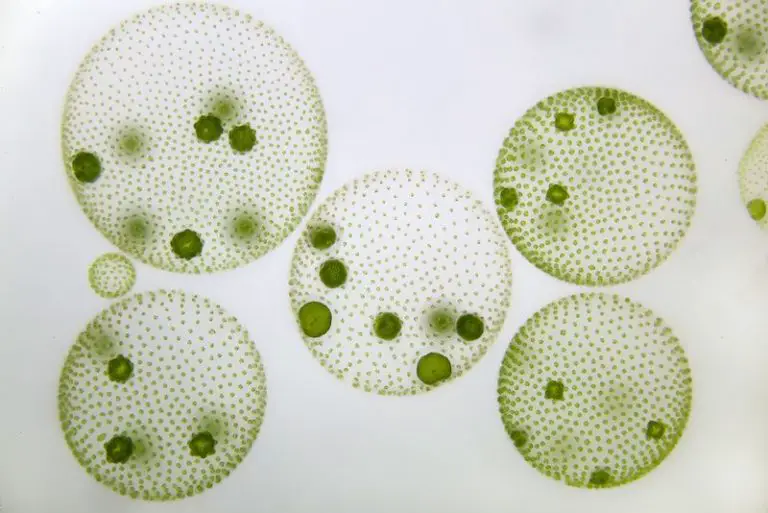 Volvox – The emerald green algae of the micro world