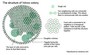 Volvox – The emerald green algae of the micro world