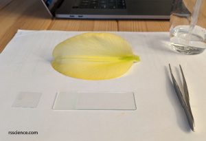 Flower Petals under a Microscope