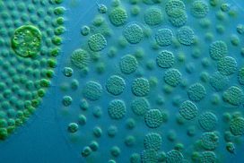 Volvox – The emerald green algae of the micro world