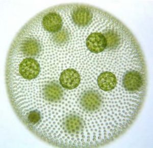 Volvox – The emerald green algae of the micro world