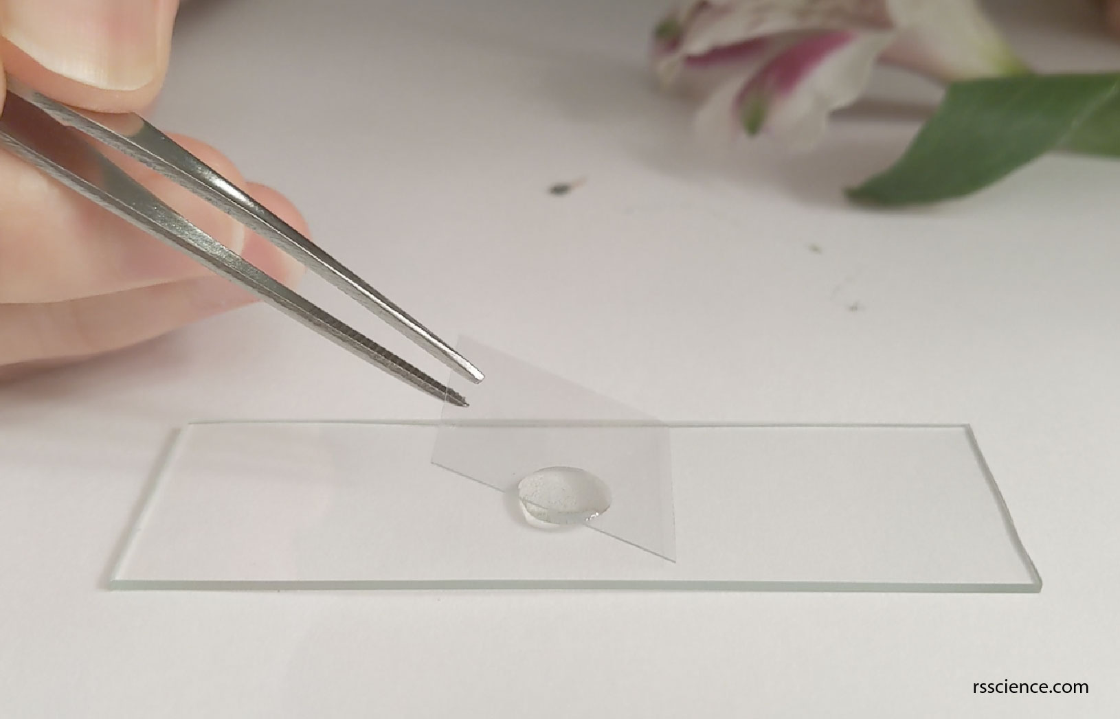 Pollen under a Microscope