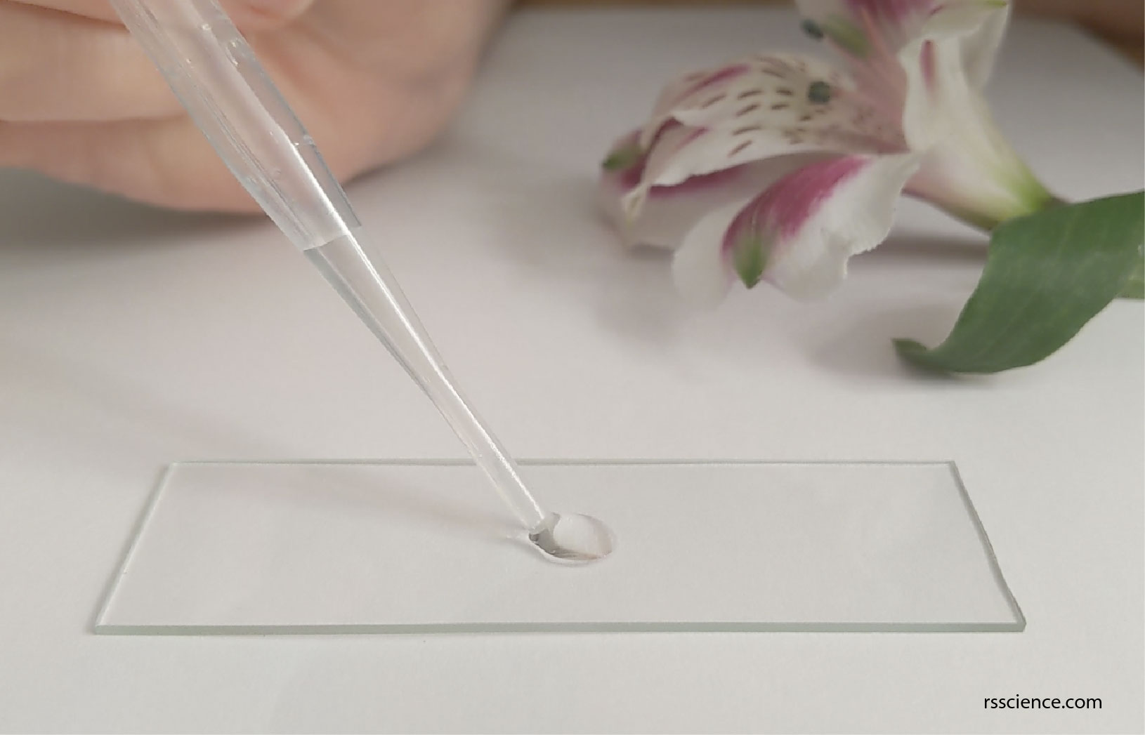 Pollen under a Microscope