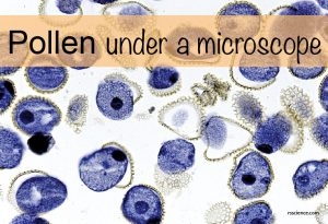 Pollen under a Microscope