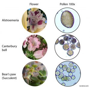 Pollen under a Microscope