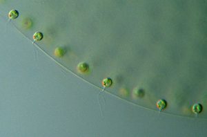 Volvox – The emerald green algae of the micro world