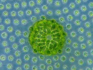 Volvox – The emerald green algae of the micro world
