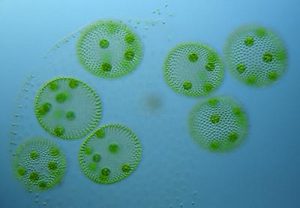 Volvox – The emerald green algae of the micro world