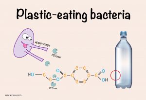 Plastic Eating Bacteria - how they work - PETase that can break down ...