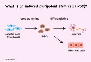 What is an induced pluripotent stem cell (iPSC)? - Rs' Science
