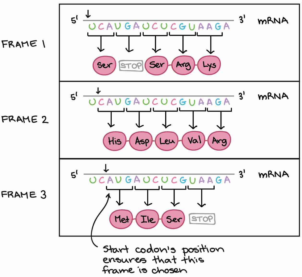 How to Read the Amino Acids Codon Chart? - Genetic Code and mRNA Translation - Rs' Science