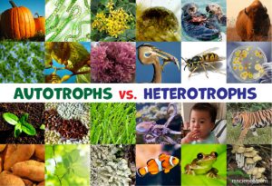 Autotrophs vs. Heterotrophs – Definition and Examples - Rs' Science