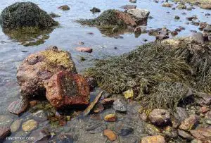 Exploring a tide pool – 18 Amazing Creatures You can find - Rs' Science
