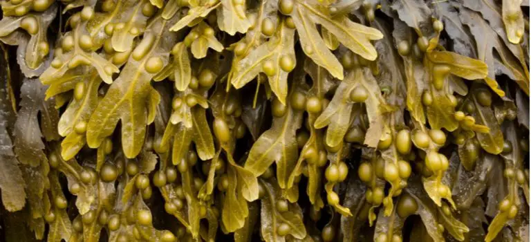 Exploring a tide pool – 18 Amazing Creatures You can find - Rs' Science