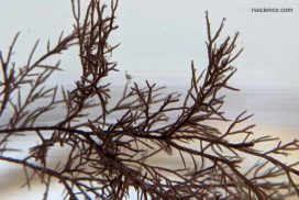 Red algae - characteristics, structure, reproduction, and examples