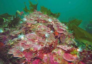 Red algae - characteristics, structure, reproduction, and examples