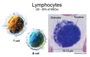 White blood cells – Types, Biology, and Observation under the Microscope
