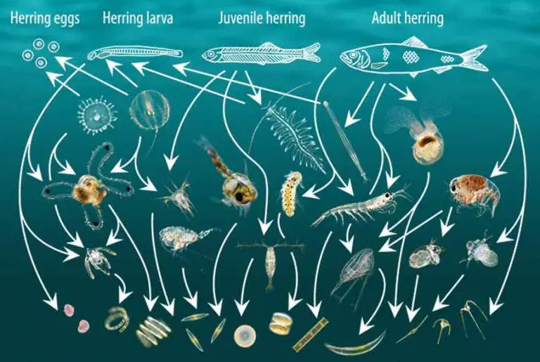 Exploring a tide pool – 18 Amazing Creatures You can find - Rs' Science Exploring a tide pool – 18 Amazing Creatures You can find - Rs' Science