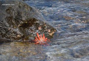 Exploring a tide pool – 18 Amazing Creatures You can find - Rs' Science