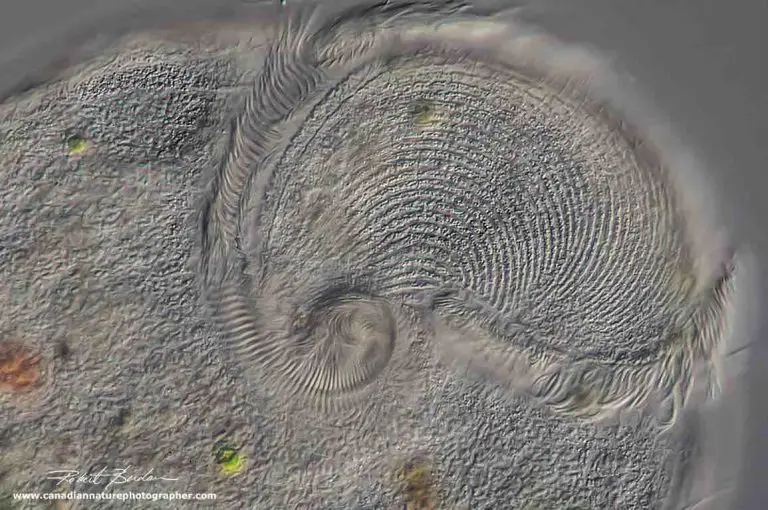 Stentor – The Trumpeter of the Microscopic Symphony Orchestra - Rs' Science