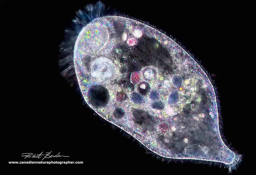 Stentor – The Trumpeter of the Microscopic Symphony Orchestra - Rs' Science
