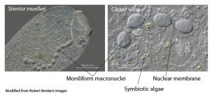 Stentor – The Trumpeter of the Microscopic Symphony Orchestra - Rs' Science
