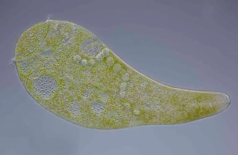 Stentor – The Trumpeter of the Microscopic Symphony Orchestra - Rs' Science