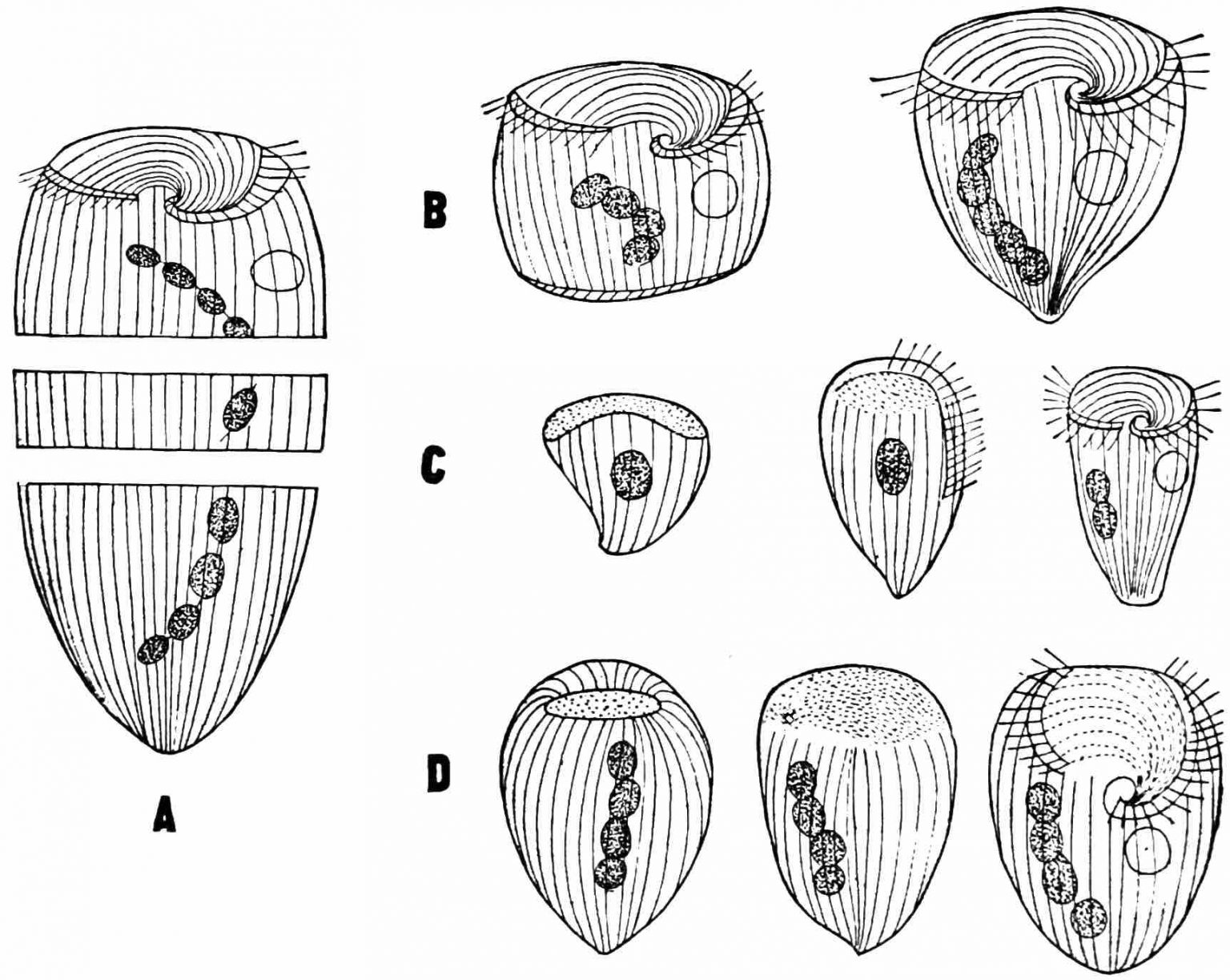 9 Fun Facts About Stentors - Rs' Science