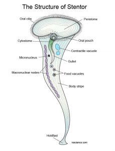 Stentor – The Trumpeter of the Microscopic Symphony Orchestra - Rs' Science