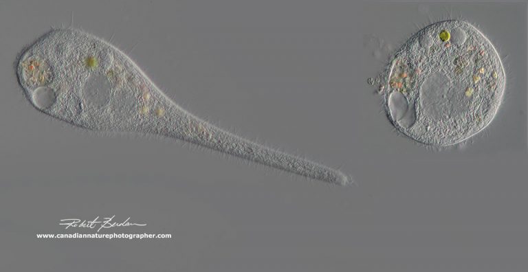 Stentor – The Trumpeter of the Microscopic Symphony Orchestra - Rs' Science