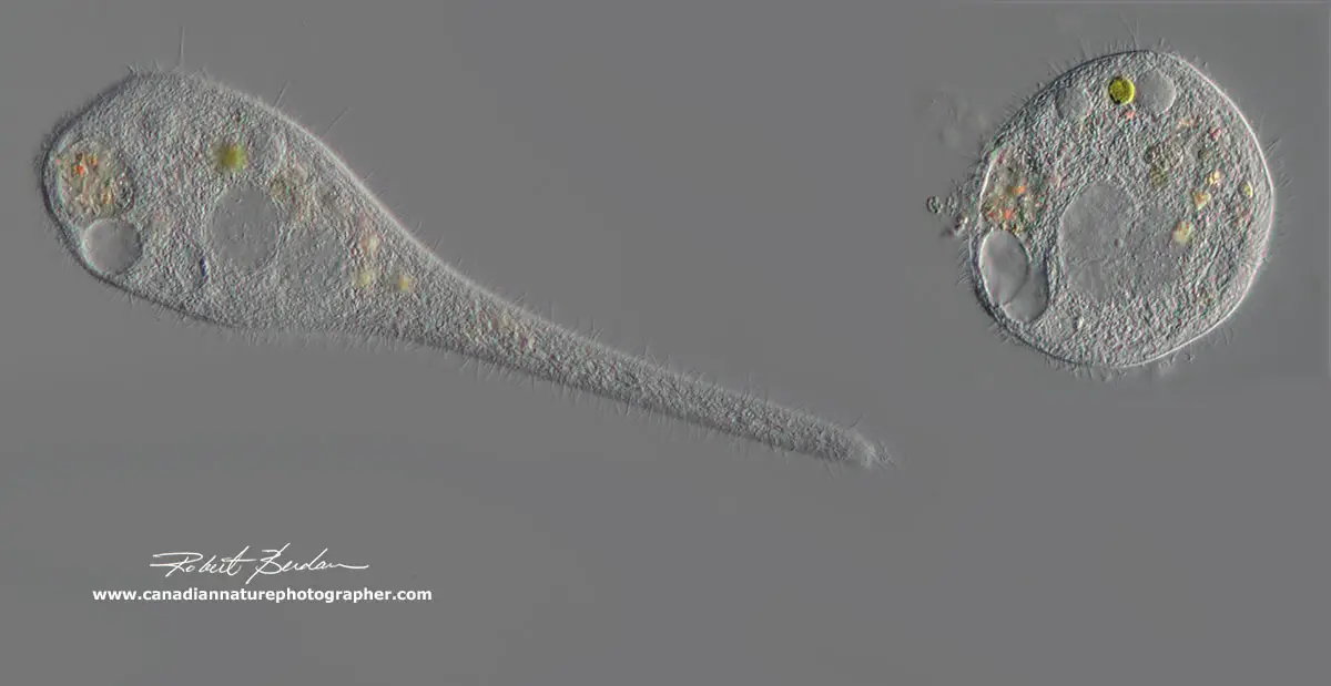 Stentor – The Trumpeter of the Microscopic Symphony Orchestra - Rs' Science