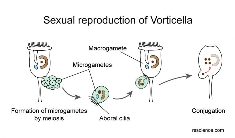 Vorticella – The Miniature Tulip Bouquet in the Microscopic World