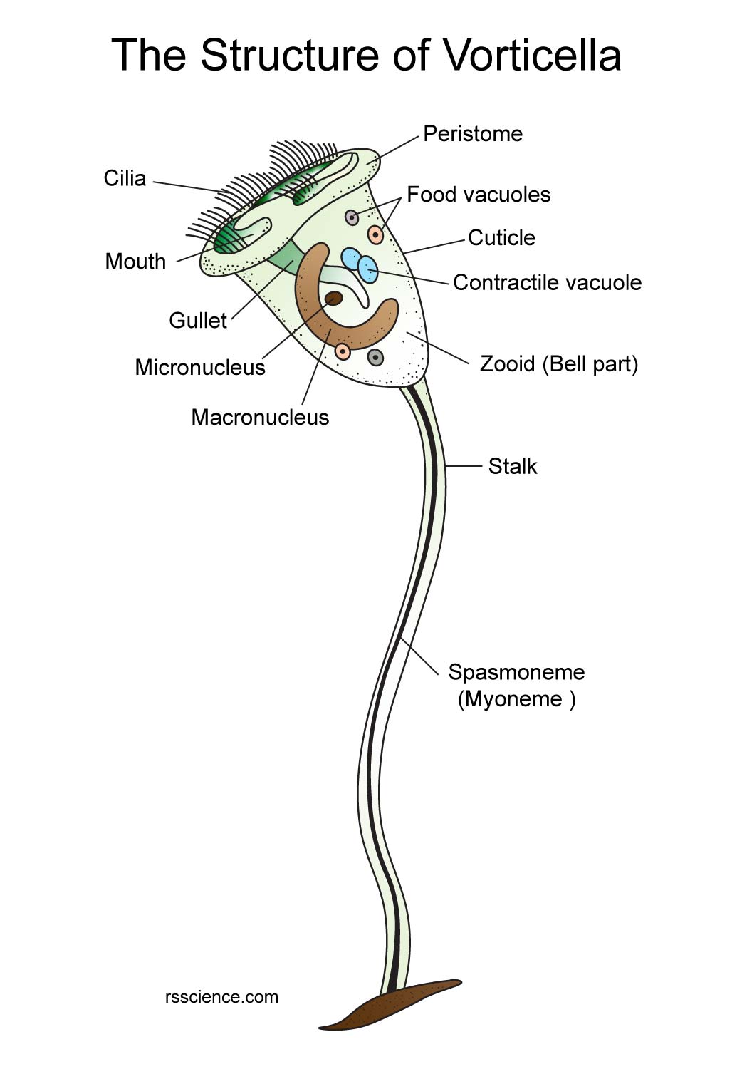 Vorticella – The Miniature Tulip Bouquet in the Microscopic World