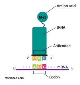 How to Read the Amino Acids Codon Chart? - Genetic Code and mRNA ...