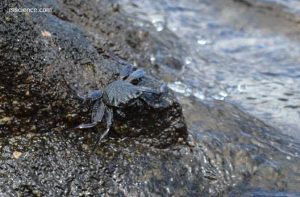 Exploring a tide pool – 18 Amazing Creatures You can find - Rs' Science
